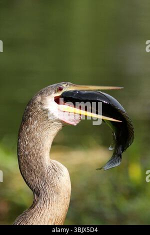 Anhinga eating fish Stock Photo - Alamy