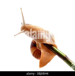 twisted mollusc shell on a white background Stock Photo - Alamy