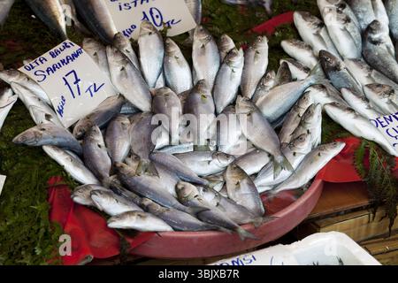 Raw wet bluefish with price tag at fish market in Istanbul, Turkey ...