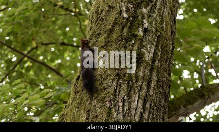 Dark brown squirrel Stock Photo - Alamy