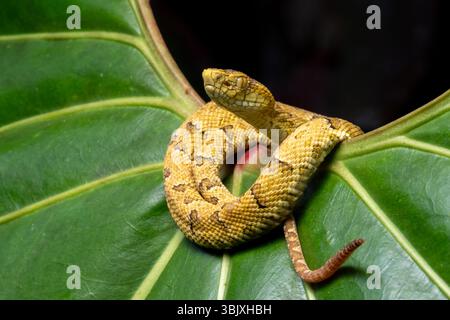 A juvenile Osborne's Lancehead, Bothrops osbornei, in the Septimo ...