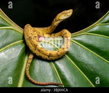 A juvenile Osborne's Lancehead, Bothrops osbornei, in the Septimo ...