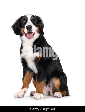 Bernese Mountain Dog beside people showing only their legs at a summer ...