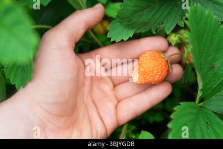 Hand Holding an Unripe Green Strawberry in a Garden Stock Photo - Alamy