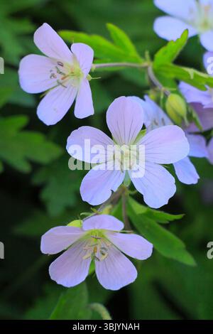 Geranium maculatum Beth Chatto. spotted cranesbill Beth Chatto ...