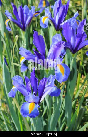 Iris hollandica 'Discovery'. Dutch iris Dicovery flowering in a late ...
