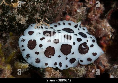 Dotted sea-slug (Peltodoris atromaculata Stock Photo - Alamy