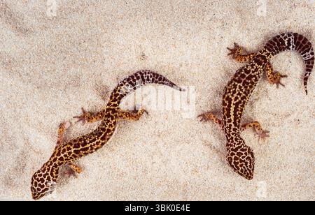 Two little geckos in the sand closeup photo Stock Photo - Alamy