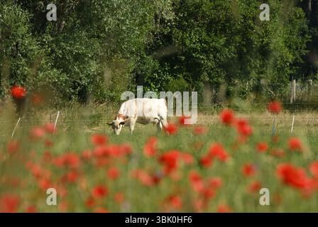 Cows grazing, flowers in the foreground , Cattle, Flowers, Tichnor ...