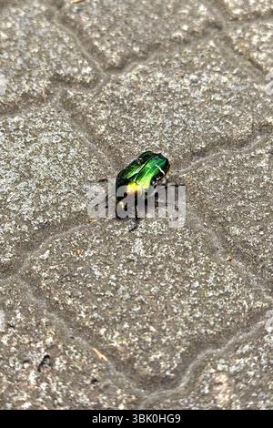 Macro of green metallic beetle crawling on tree bark, highlighting ...