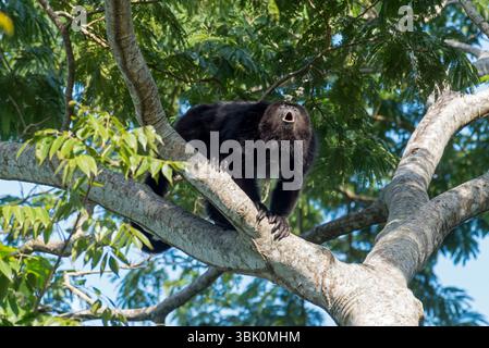 Howling monkey at Palenque Archaeological Site, Chiapas, Mexico Stock ...