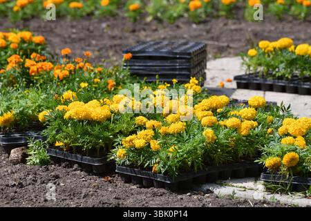 Boxes with marigolds for planting in ground in a city flower bed Stock ...