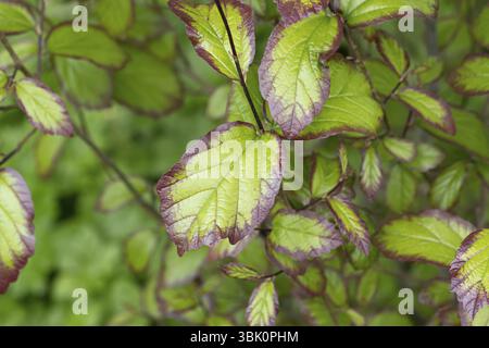 Columnar ironwood tree (Parrotia persica PERSIAN SPIRE), An den ...
