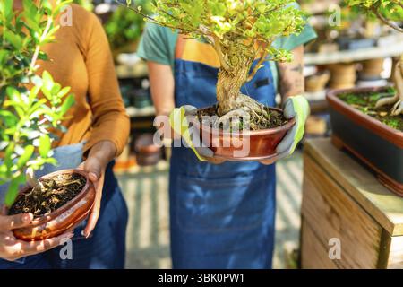 Senior hispanic woman wearing gardener apron and gloves holding shears ...