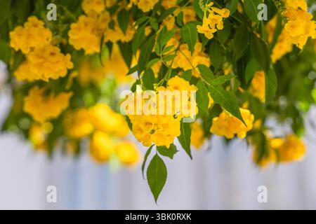 Close-up of vibrant yellow trumpetbush flowers blooming on a lush green ...