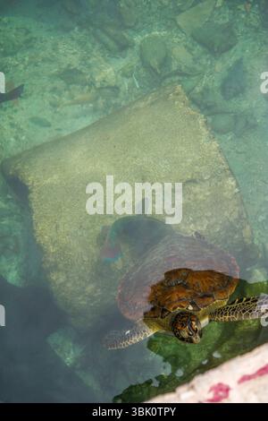 A Beautiful and Colorful Underwater Scene Featuring Clownfish Swimming ...