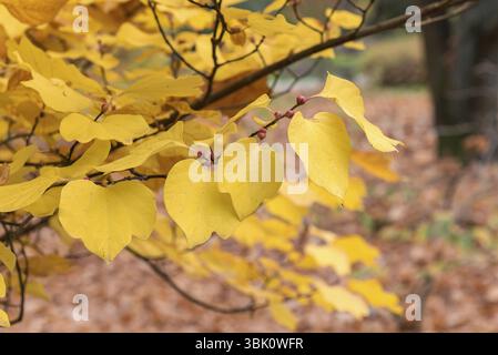 Fever bush (Lindera obtusiloba), New Botanical Garden, Czech Republic ...