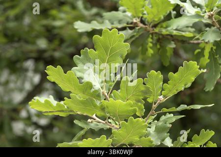 Downy oak (Quercus pubescens), Weihenstephan Gardens, Germany Stock ...