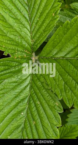 Vibrant green leaf, serrated edge and detailed veins leaf, showcasing ...