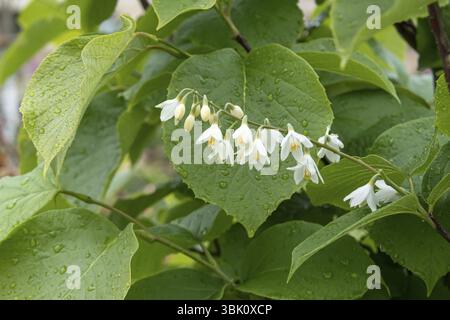 Storax tree (Styrax obassia), Hofgarten, Germany, Europe Stock Photo ...