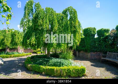 Weeping tree in Finlaystone Country Park Estate. Scotland. UK Stock ...
