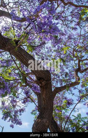 Jacaranda trees are a colorful part of Southern California ...