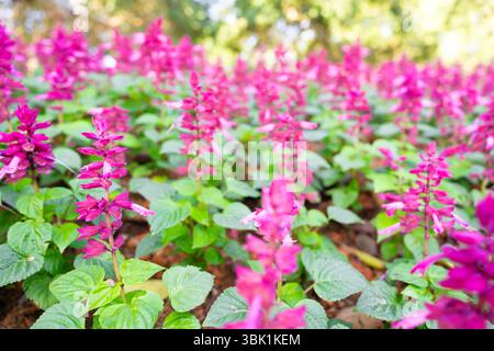 Salvia divinorum is a plant species belonging to the Lamiaceae family ...