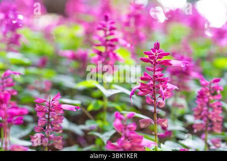 Salvia divinorum is a plant species belonging to the Lamiaceae family ...