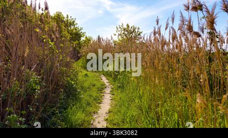 Small Pathway going trough the forest outdoors Stock Photo - Alamy