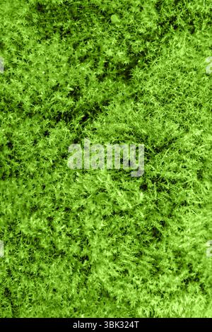 A closeup shot of the green moss on the tree Stock Photo - Alamy