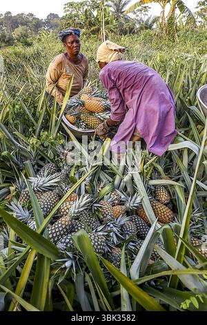 Pineapple pickers in Allada, Benin. Pineapple pickers in Allada, Benin ...