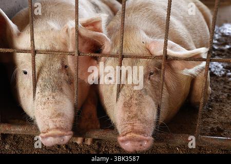 Farm in Djidje, Benin. Pigs in barn Stock Photo - Alamy