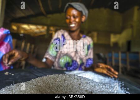 Woman sorting organic rice in Agoutome, Benin. Woman sorting organic ...