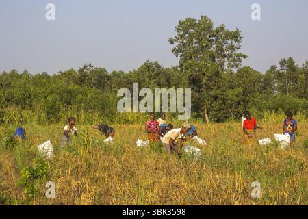 Bean harvest in Lobogo, Benin Stock Photo - Alamy
