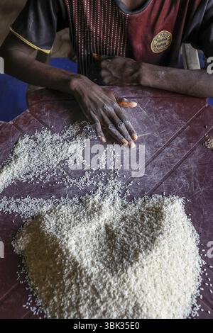 Worker sorting organic rice produced in Agoutome, Benin. Worker sorting ...