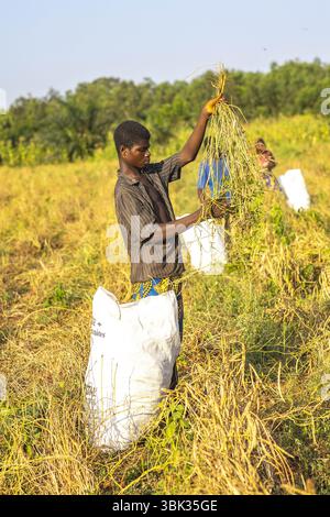 Bean harvest in Lobogo, Benin. Bean harvest in Lobogo, Benin 016962 083 ...