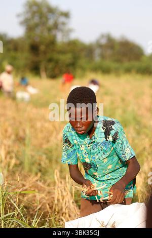 Bean harvest in Lobogo, Benin. Bean harvest in Lobogo, Benin 016962 079 ...