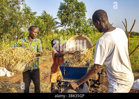 Seeding beans after harvest in Lobogo, Benin. Seeding beans after ...