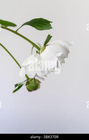 Vertical macro of a closed green peony bud with a hint of pink on a ...