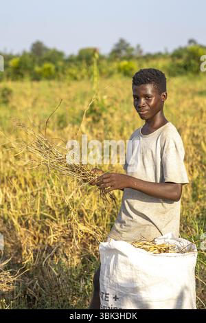 Bean harvest in Lobogo, Benin. Bean harvest in Lobogo, Benin 016962 083 ...