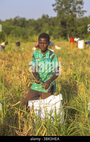 Bean harvest in Lobogo, Benin Stock Photo - Alamy