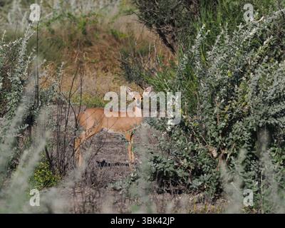 This small antelope is often discovered in pairs or singerly, it hides ...