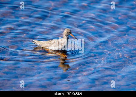 Redshank in Scottish Freshwater Loch Stock Photo - Alamy