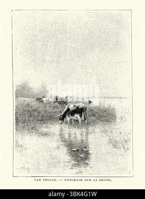 Cows in a flooded pasture Stock Photo - Alamy