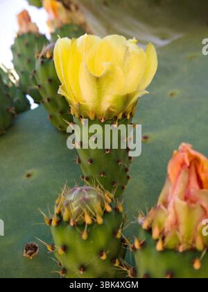 Subtropical plant prickly pear cactus in natural habitat. Natural ...