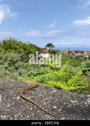 A vertical shot of a Madeiran wall lizard crawling on a stone in the ...