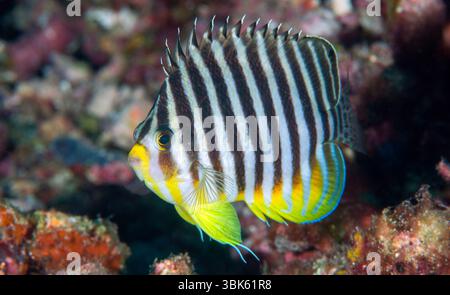 Multi barred angelfish, Paracentropyge multifasciata, Raja Ampat ...