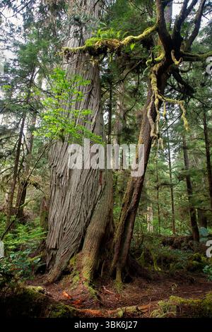 Ancient Weastern Red Cedar (Thuja plicata) trees in the old growth ...