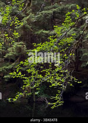 The Yakoun river winds through old growth temperate rainforest on Haida ...