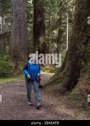 Ancient Sitka Spruce trees in the old growth temperate rainforest of ...